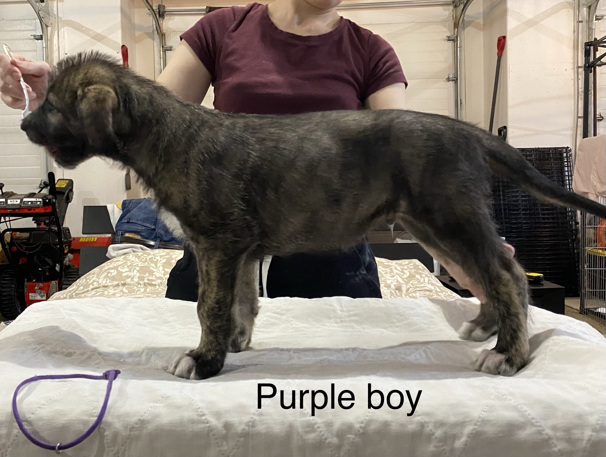 O’Malley IW’s have Delivered | Heathview Irish Wolfhounds
